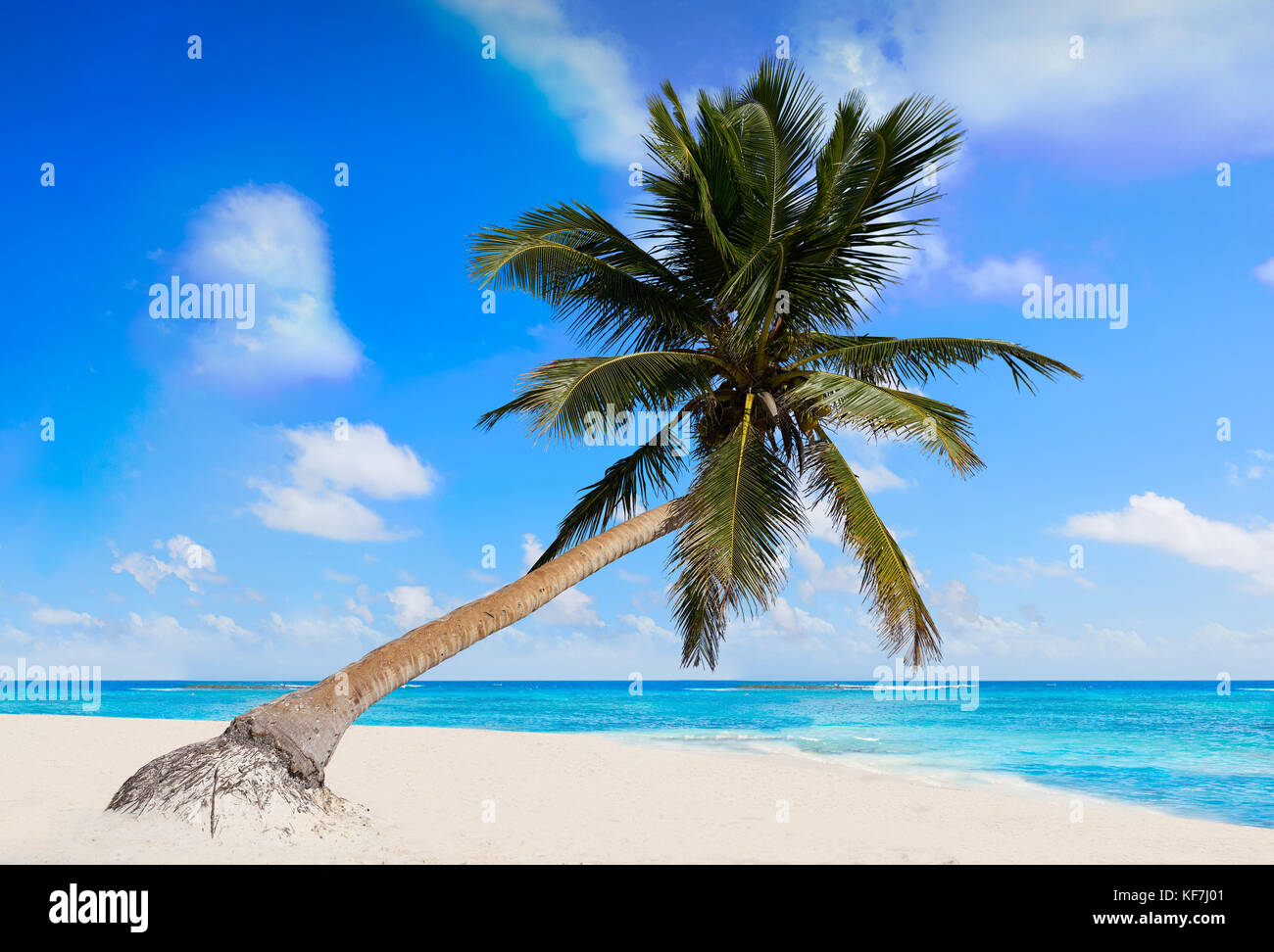 Tulum Caribbean turquoise beach palm tree in Riviera Maya of Mayan ...