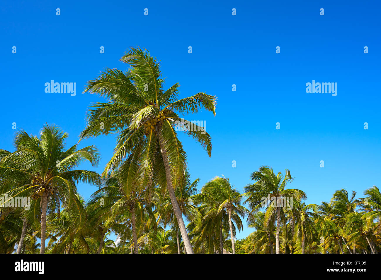 Tulum palm trees jungle on the beach at Mayan Riviera of Mexico Stock ...