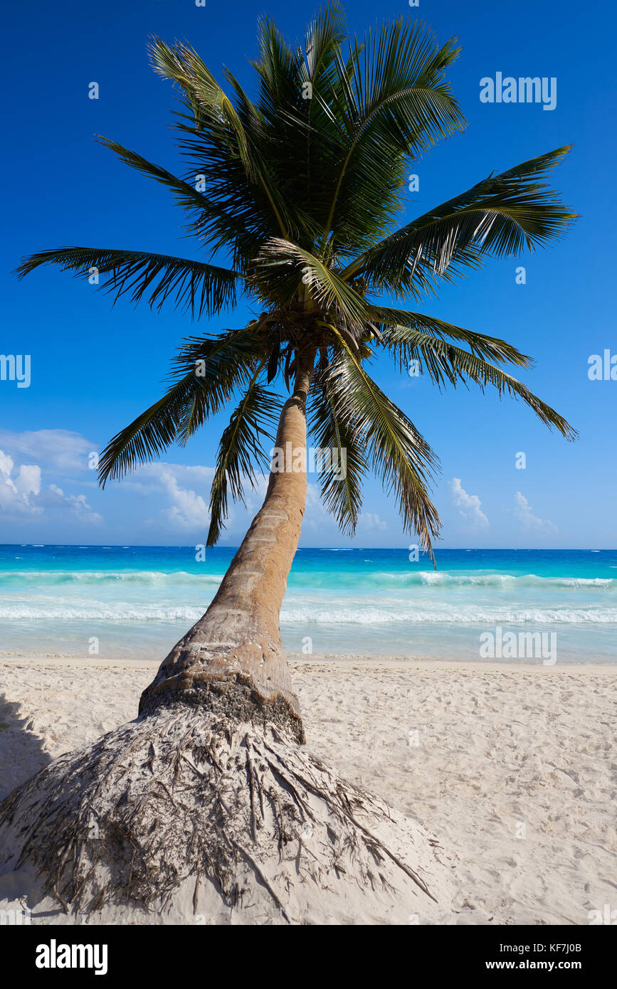 Tulum Caribbean turquoise beach palm tree in Riviera Maya of Mayan ...