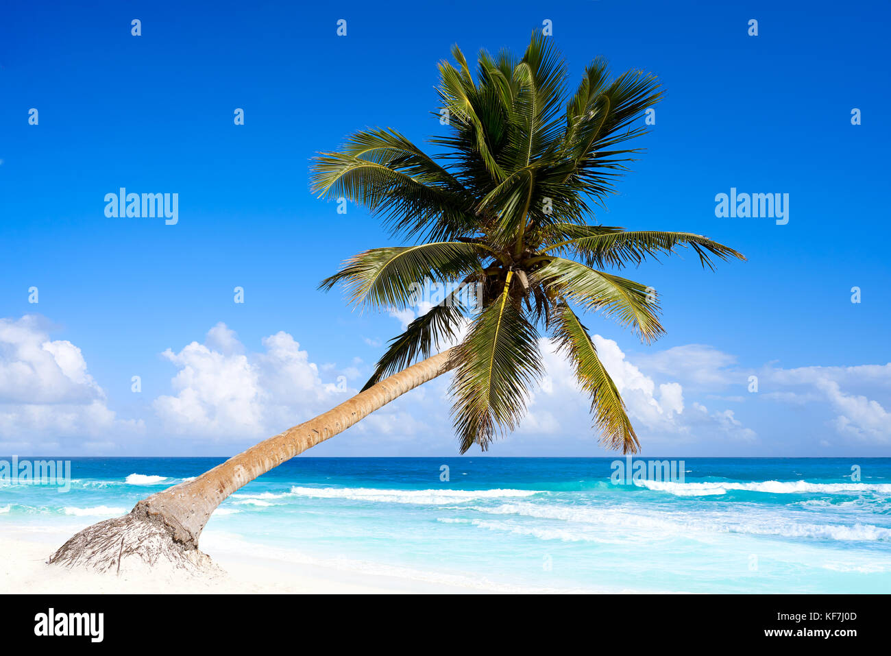 Tulum Caribbean turquoise beach palm tree in Riviera Maya of Mayan ...