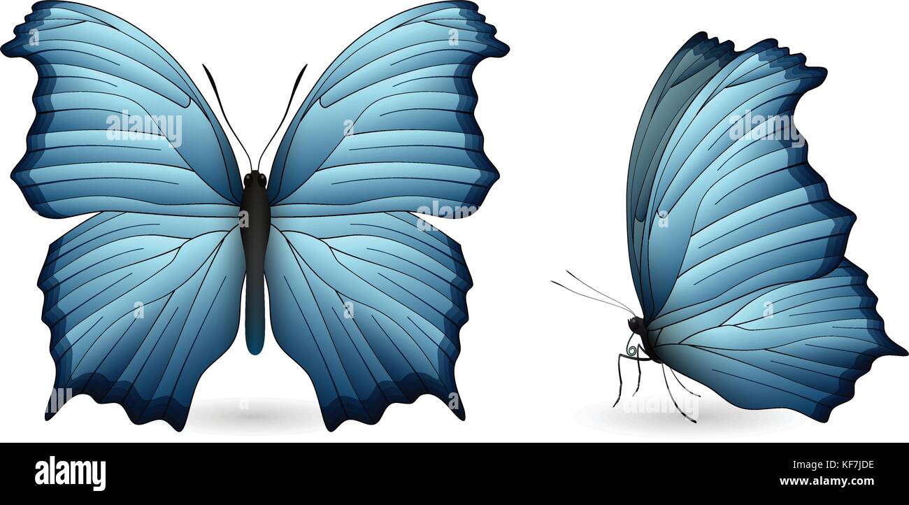 Set of colorful butterflies. Front and side view Stock Vector Image ...