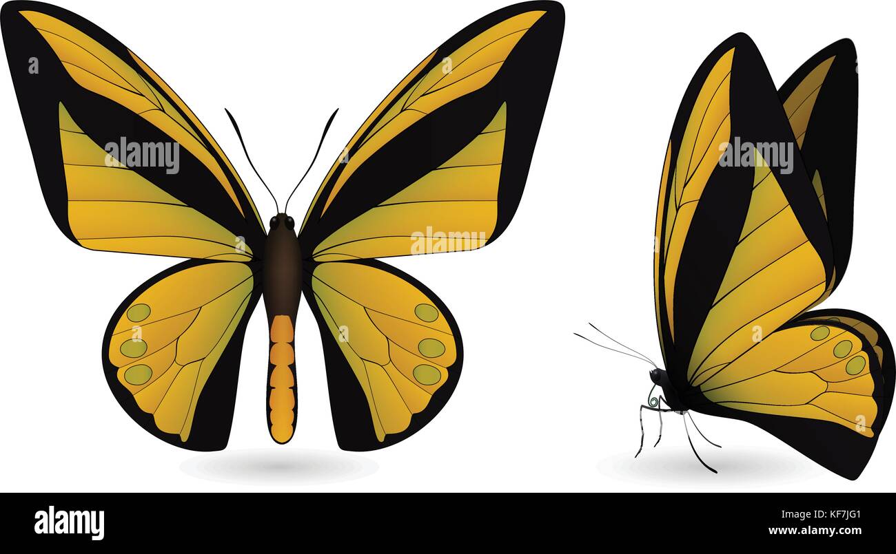 Set of colorful butterflies. Front and side view Stock Vector Image ...