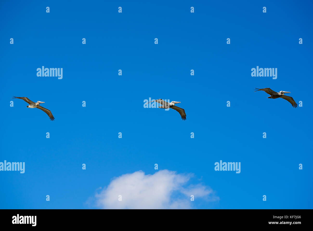 Birds In A Row Flying In A Clear Sky High Resolution Stock Photography ...
