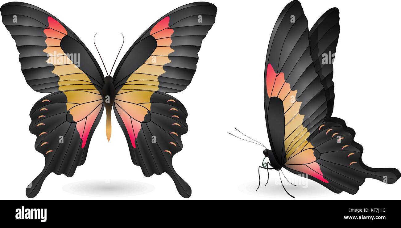 Set of colorful butterflies. Front and side view Stock Vector Image ...