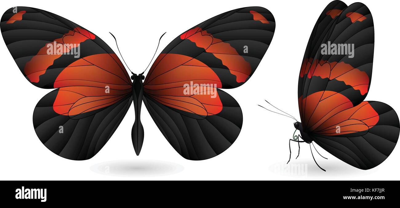 Set of colorful butterflies. Front and side view Stock Vector Image ...