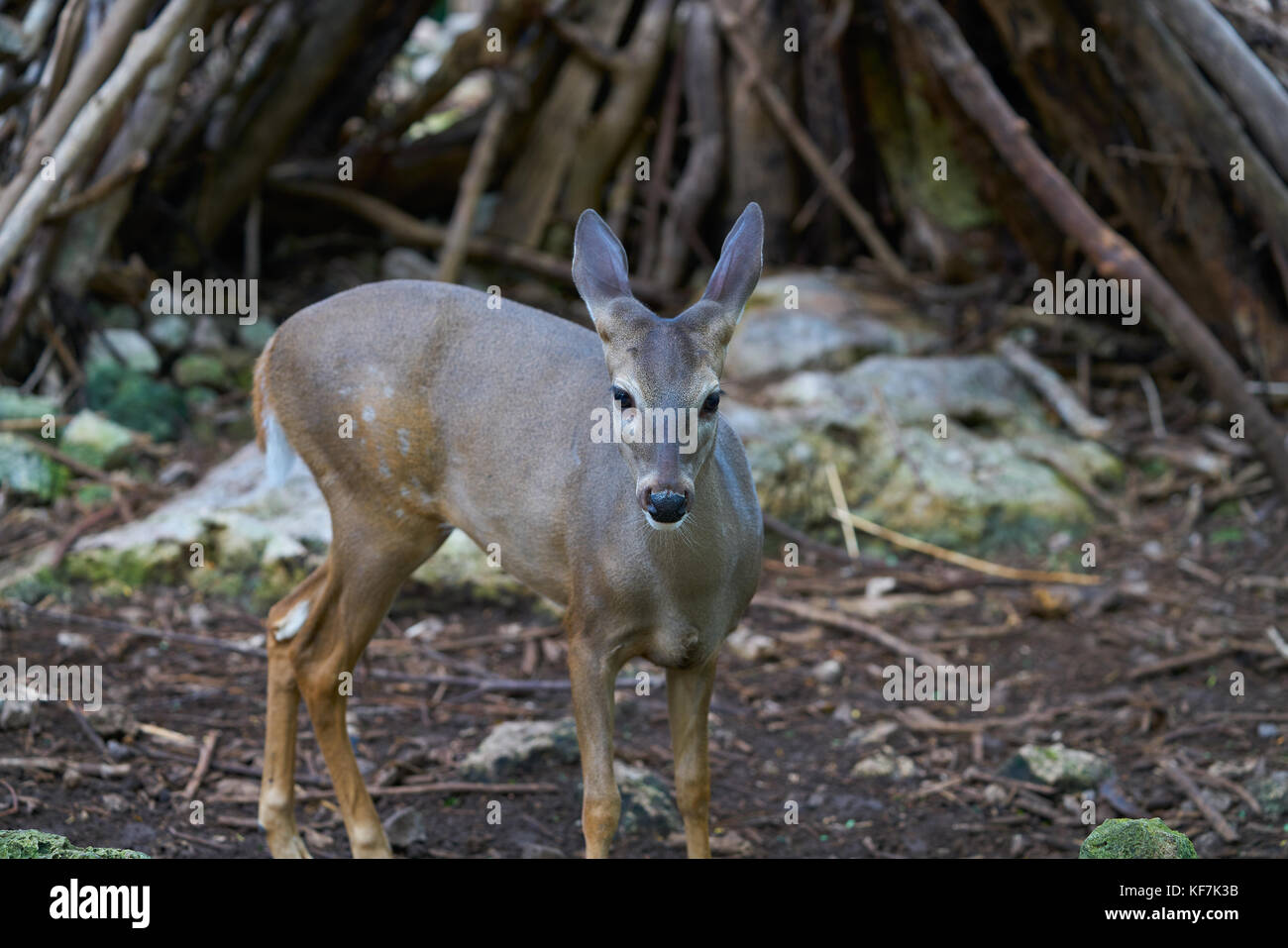 Venado hi-res stock photography and images - Alamy