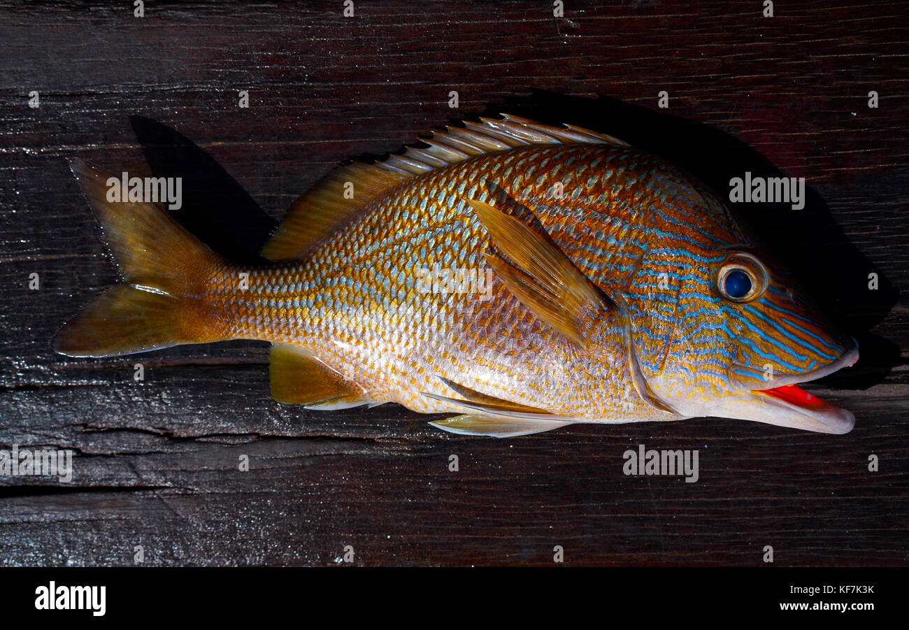 white grunt fish Haemulon plumieri in Caribbean at Mayan Riviera of ...