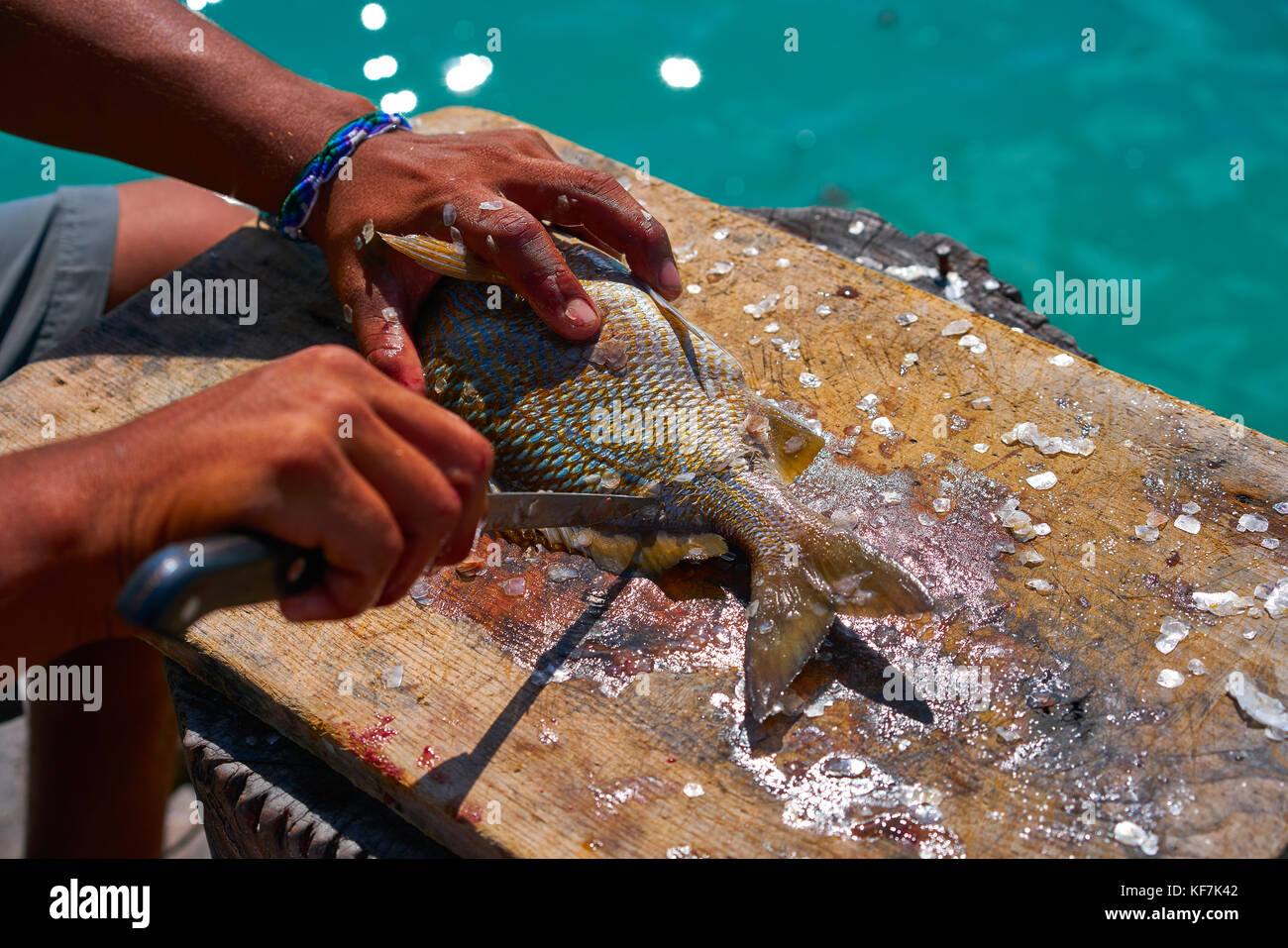 white grunt fish unwind in Caribbean at Mayan Riviera of Mexico Stock ...