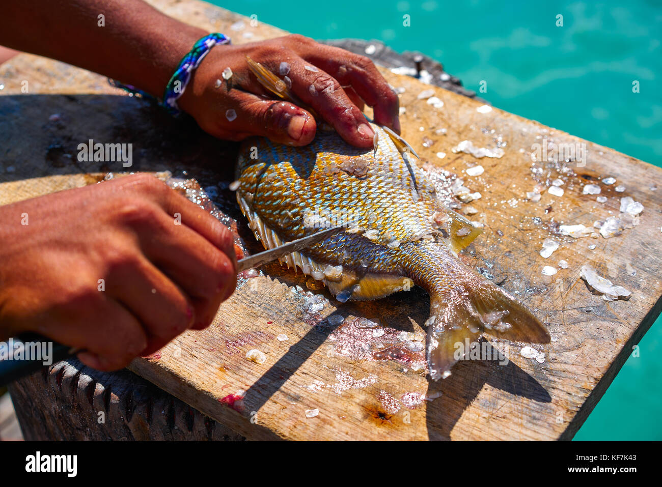 Grunt Fish High Resolution Stock Photography and Images - Alamy