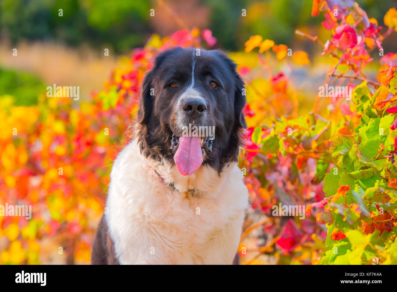 Landseer dog pure breed Stock Photo - Alamy