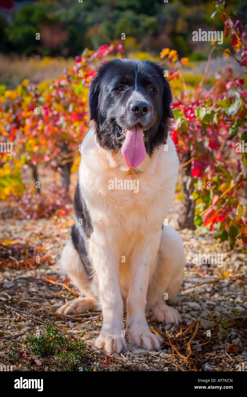 Landseer dog pure breed Stock Photo - Alamy