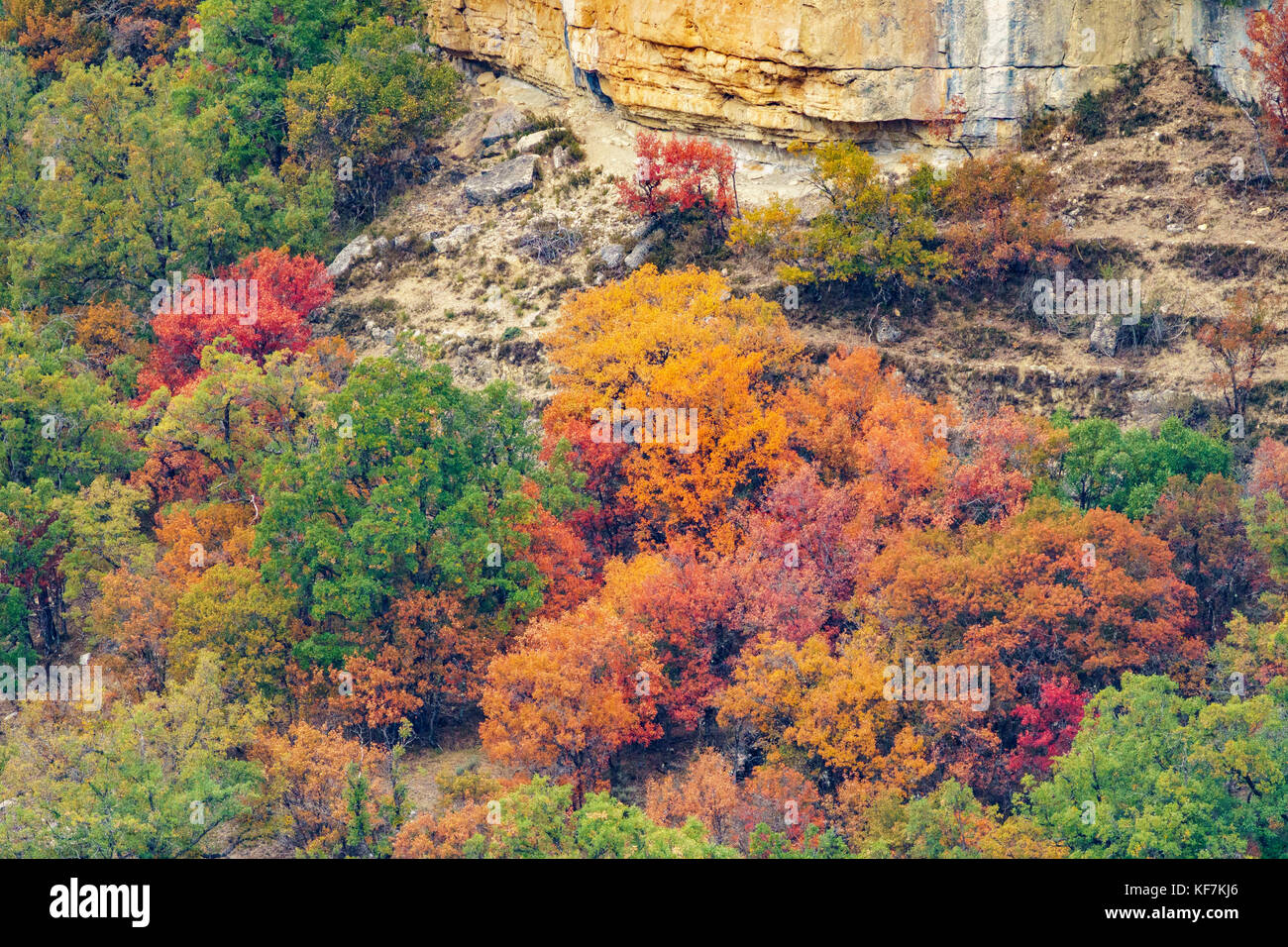 Different colors of autumn trees hi-res stock photography and images ...