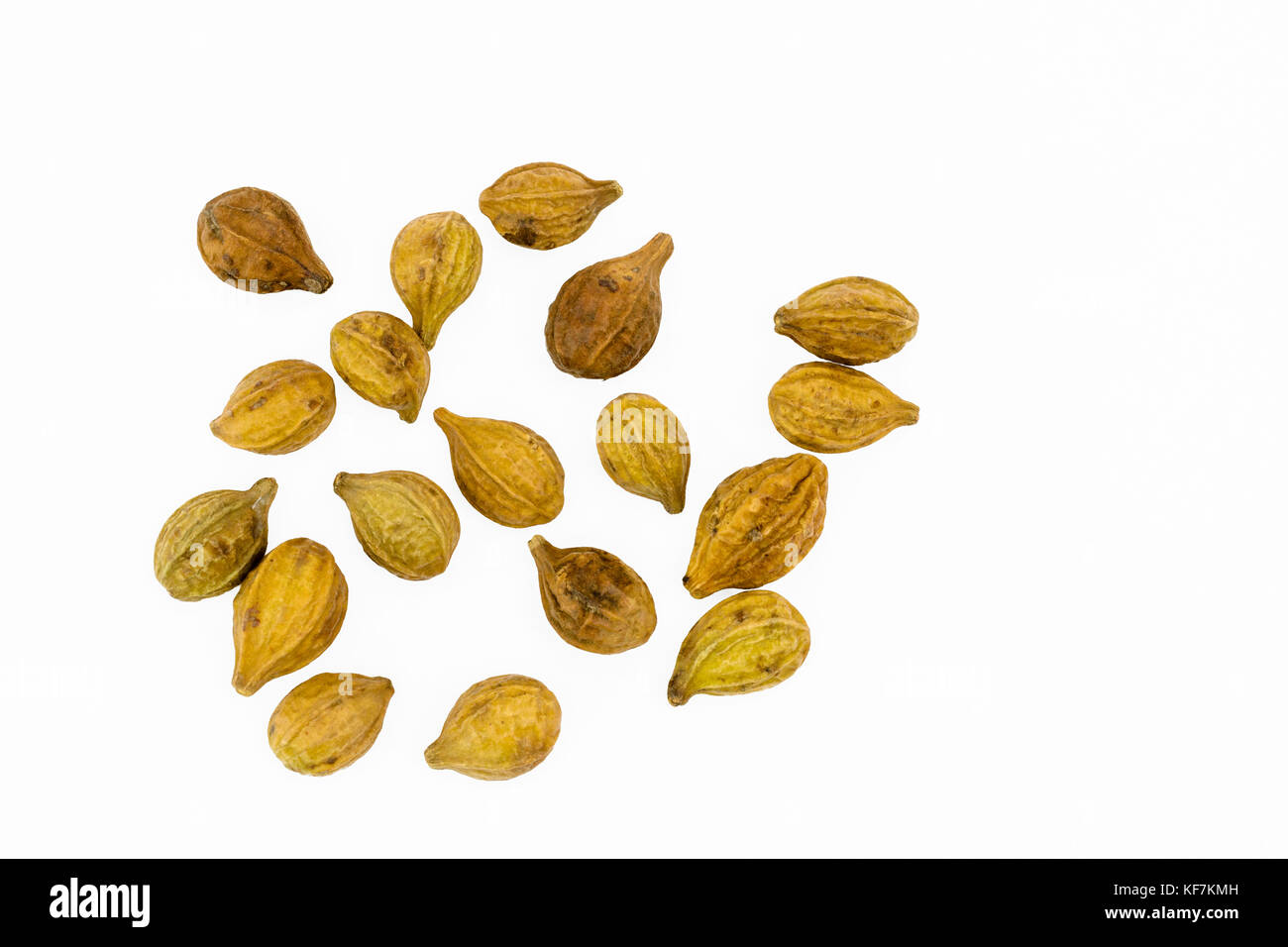 Dried haritkai or harad (Terminalia chebula) fruits on a white ...