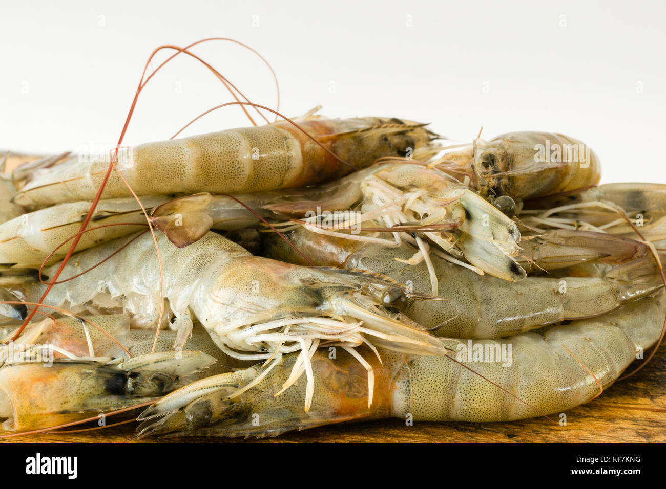 Fenneropenaeus indicus hi-res stock photography and images - Alamy