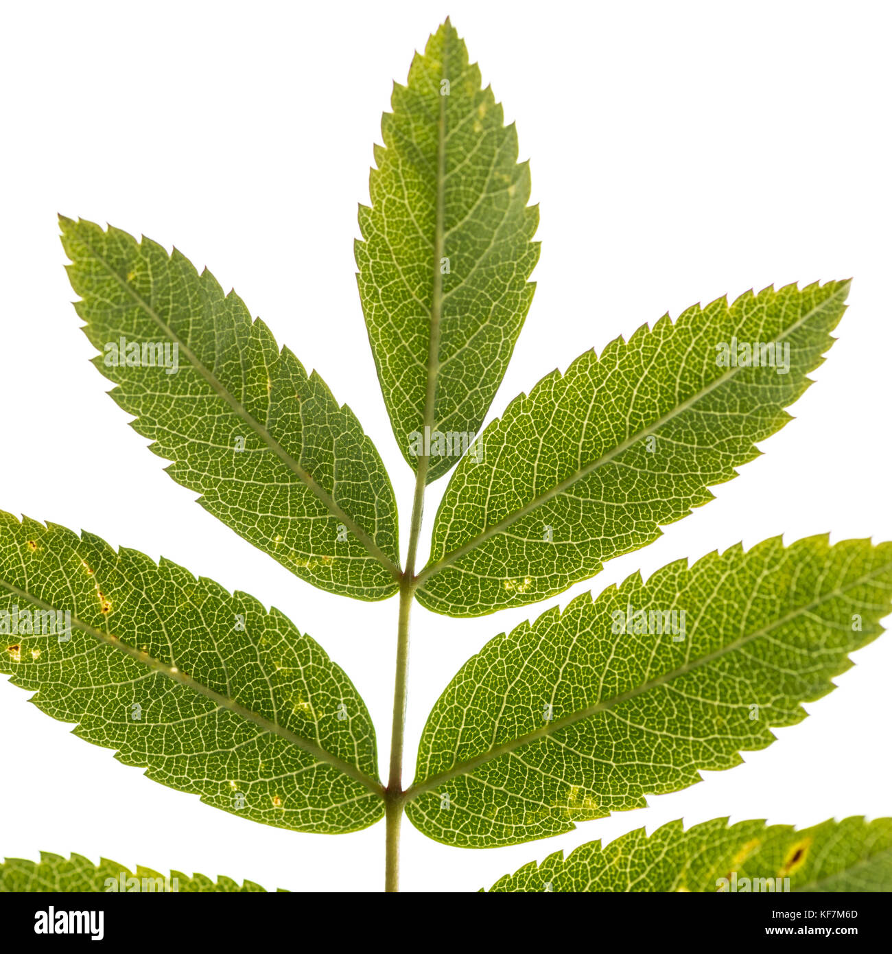 The new green leaves of a rowan tree Stock Photo - Alamy