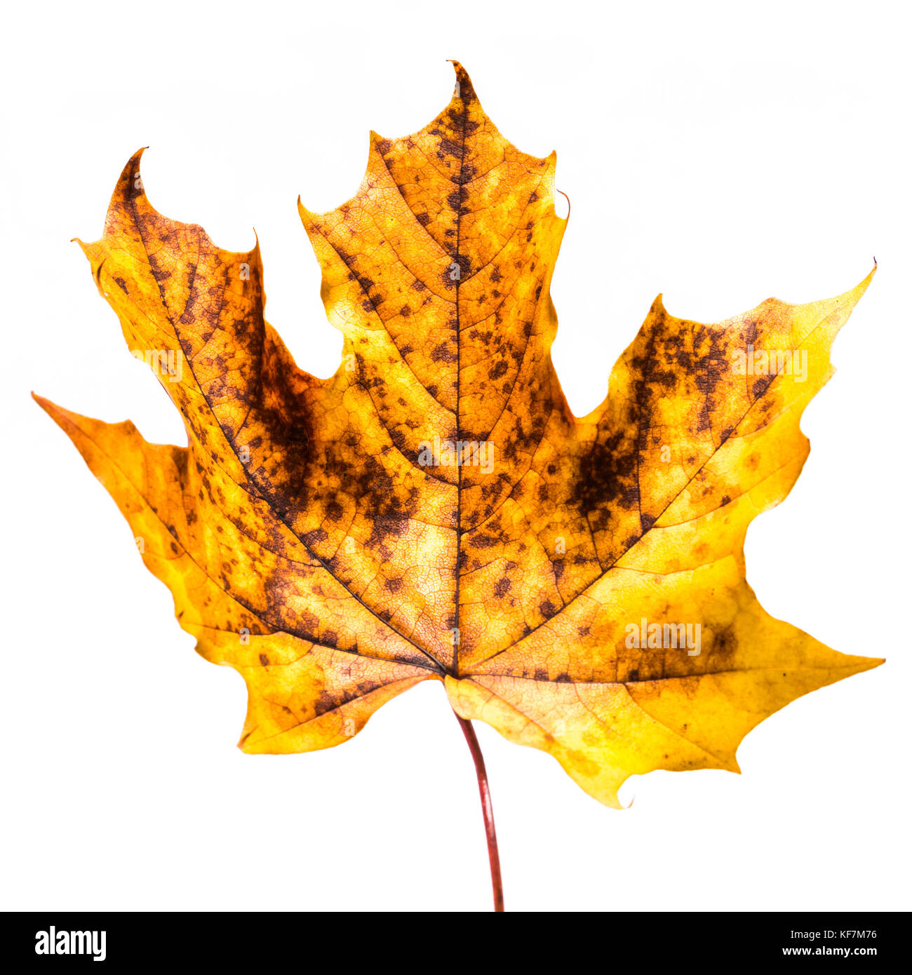 Sycamore square Cut Out Stock Images & Pictures - Alamy
