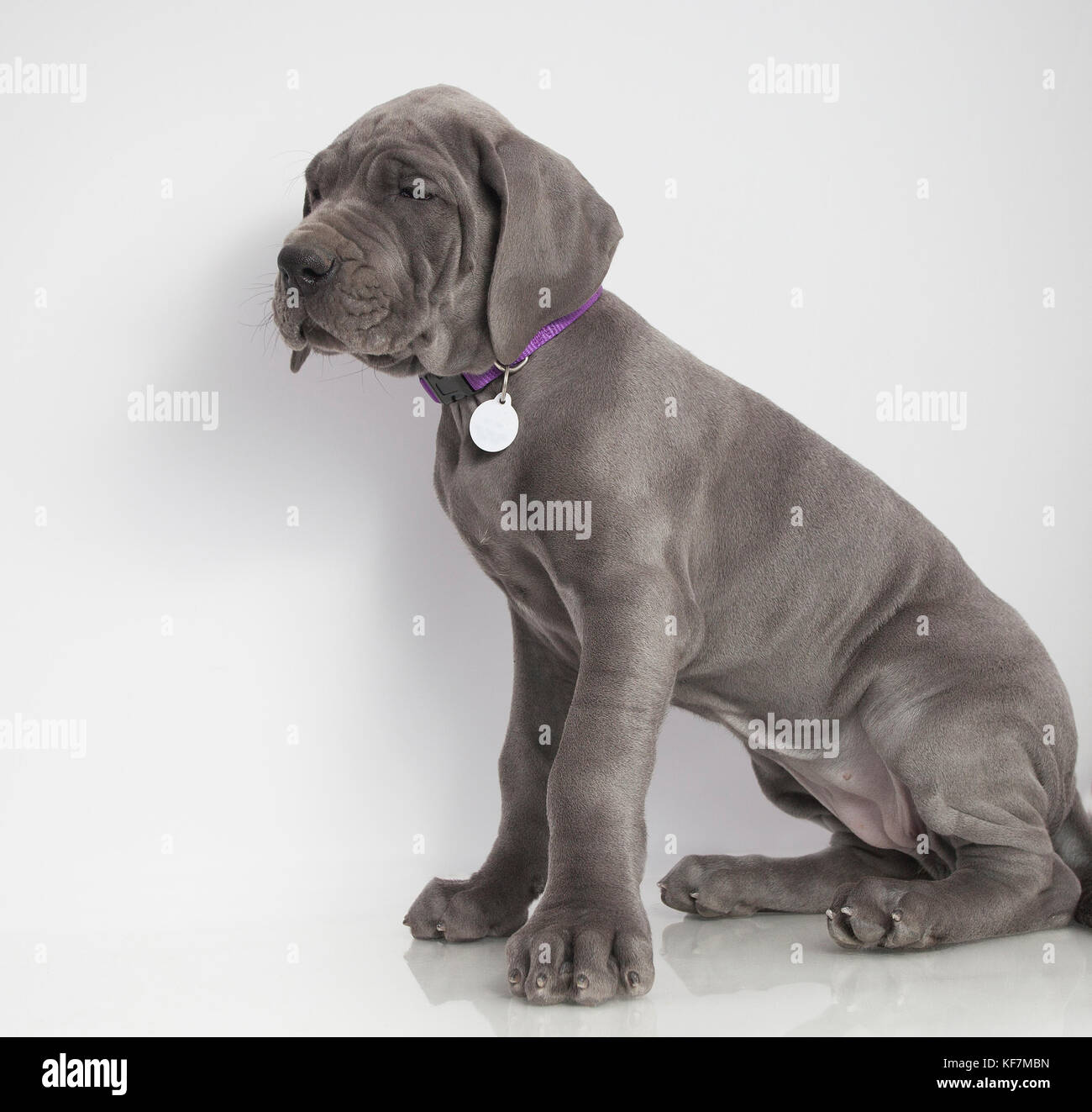 Gray Great Dane puppy purebred that looks tired sitting on a white ...