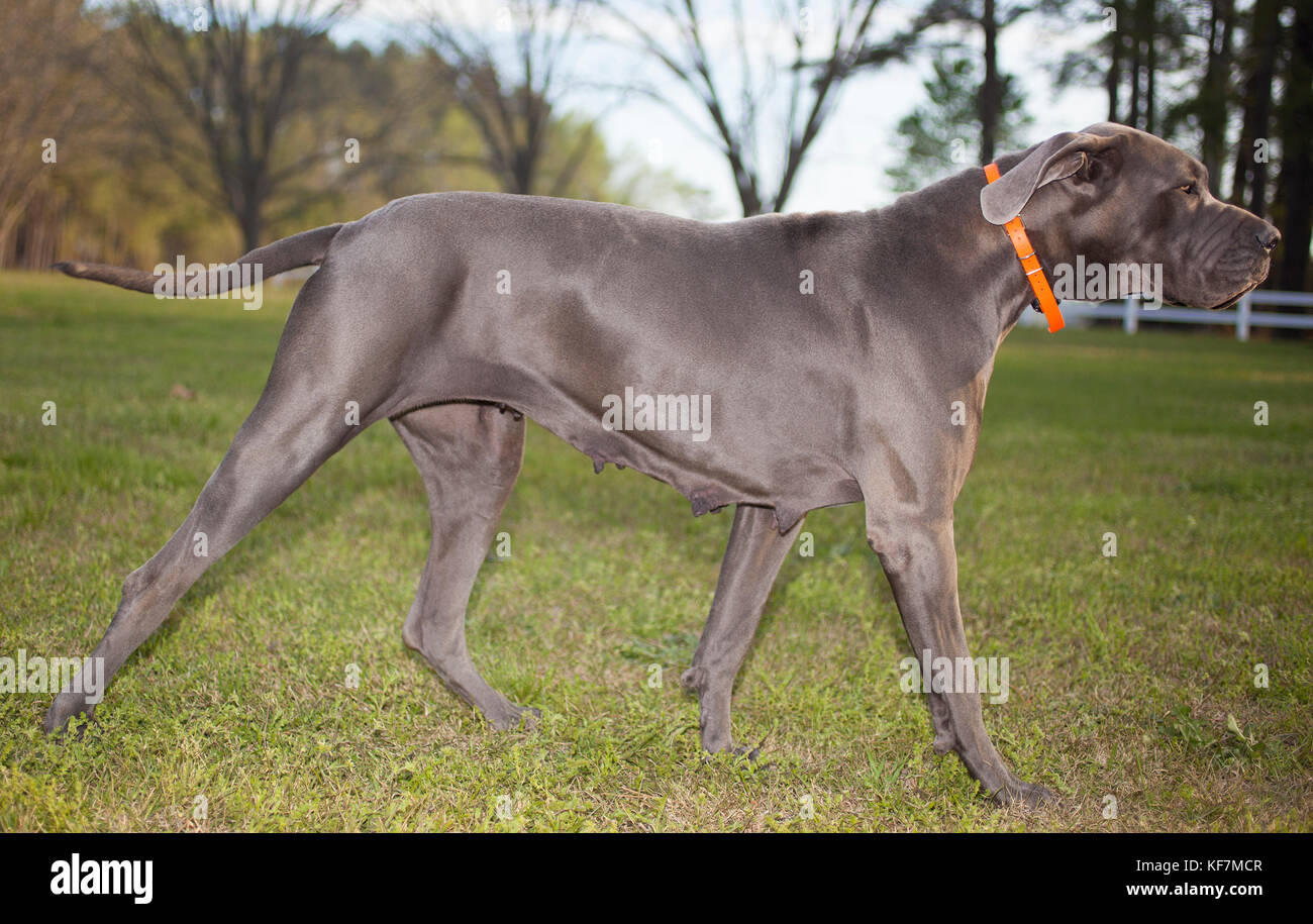 Gray purebred Great Dane walking away on the grass Stock Photo - Alamy