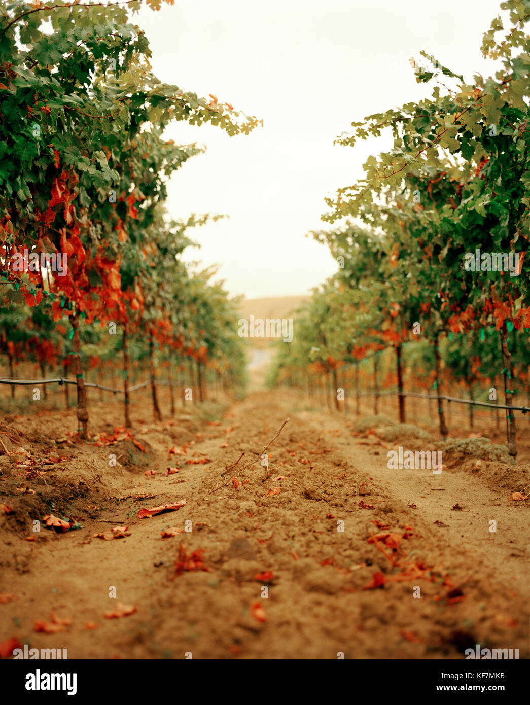 USA, California, rows of vines, Sabon Estate Winery, Gold Country (B&W ...