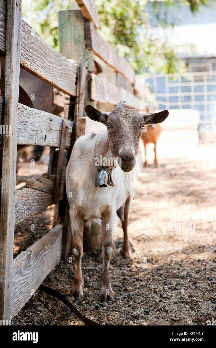 USA, California, a goat at a farm in Escalon Stock Photo - Alamy