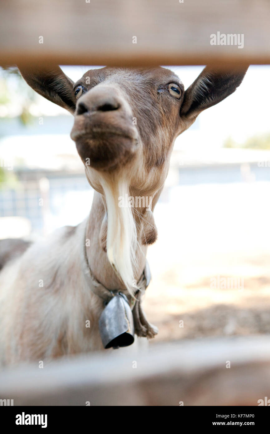 USA, California, a goat at a farm in Escalon Stock Photo - Alamy