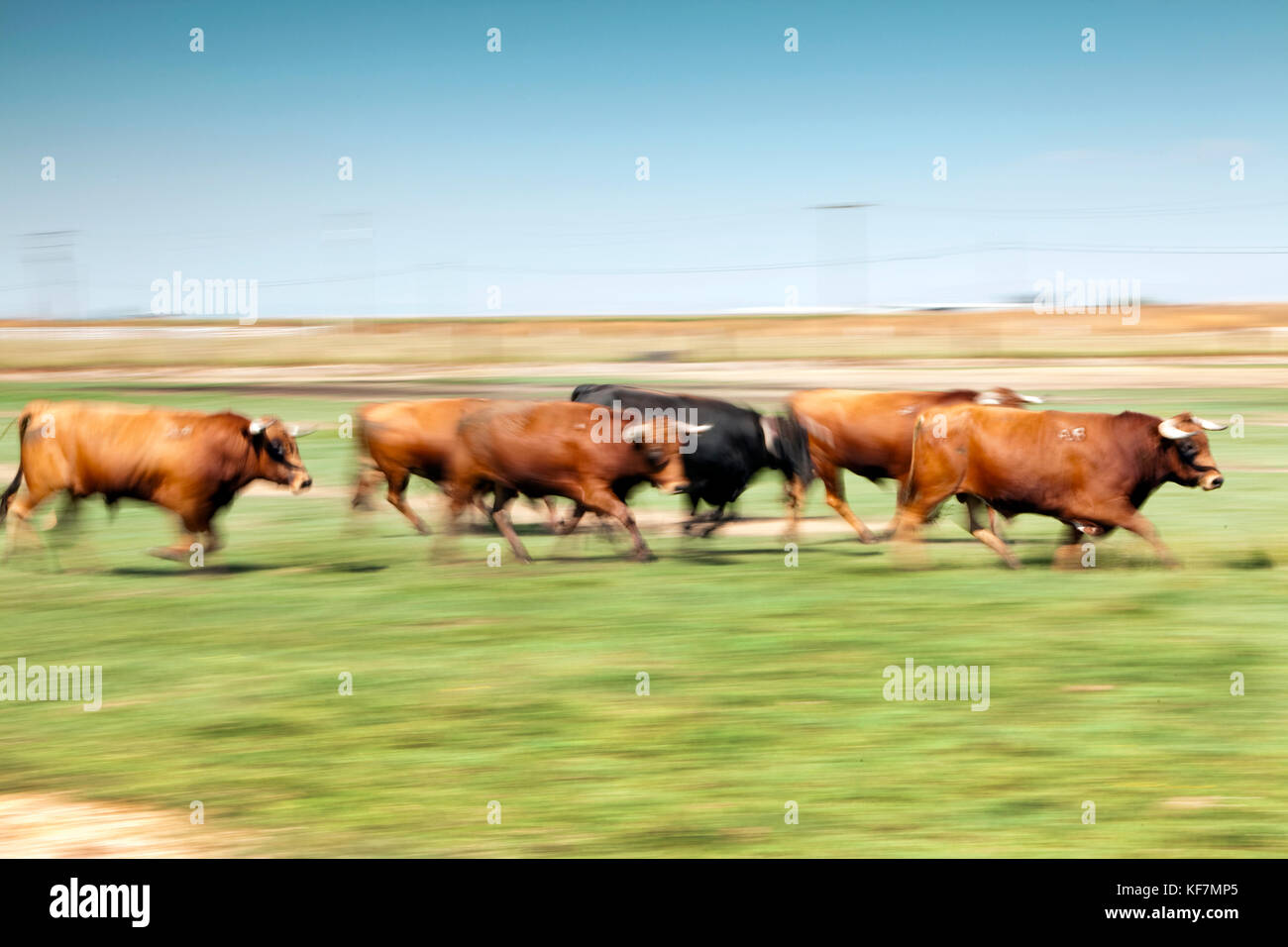 USA, California, bulls in a field, Campo Bravo bullfighting school and ...