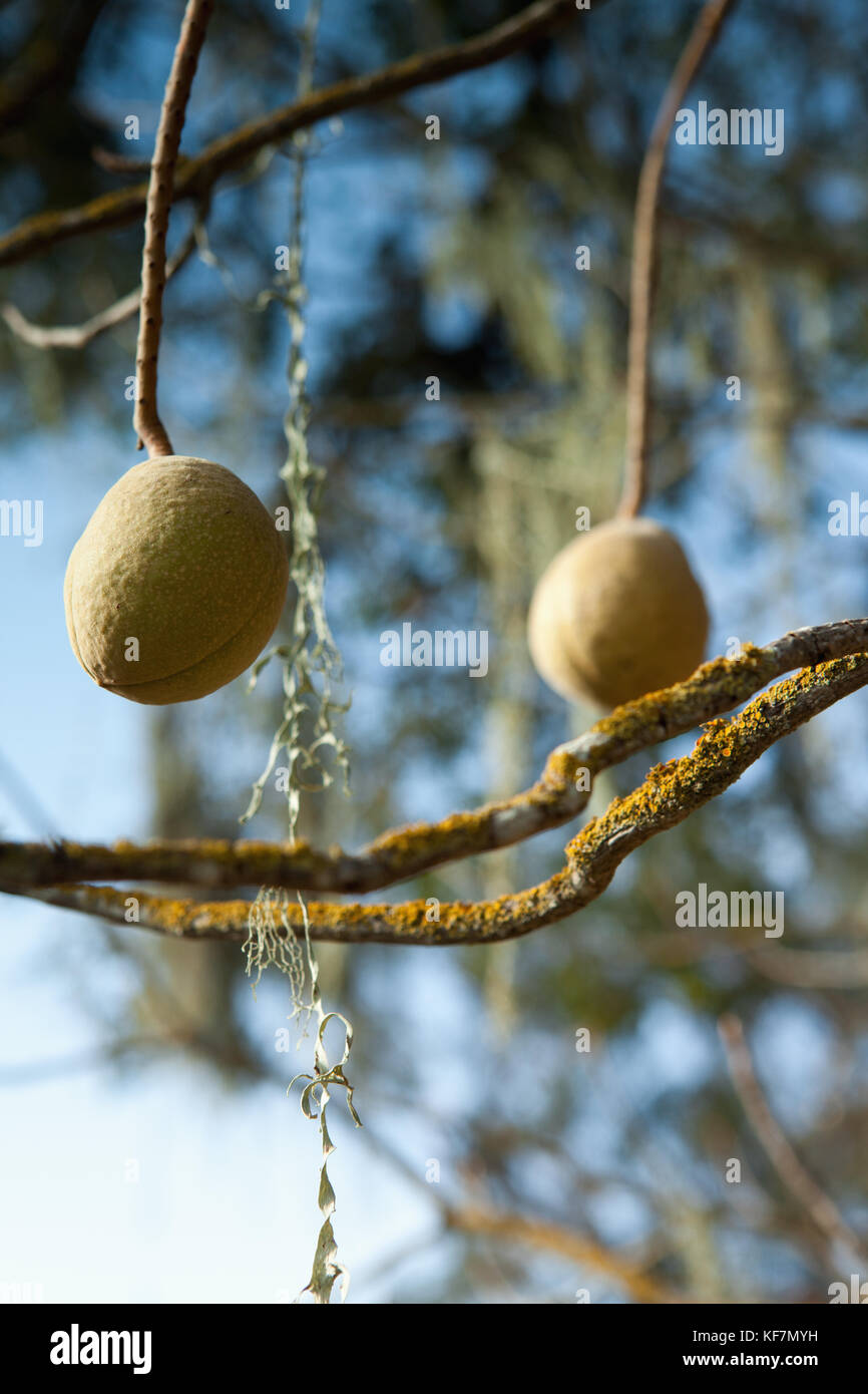 USA, California, Sonoma, walnuts pods grow on a tree near downtown ...