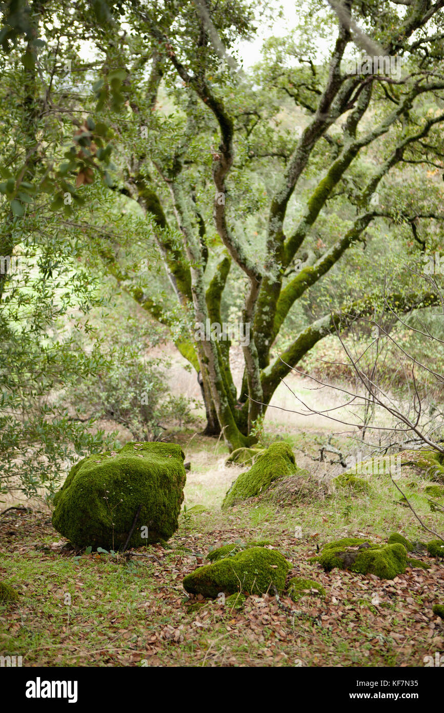 USA, California, Sonoma, an oak tree and moos covered rocks at the ...