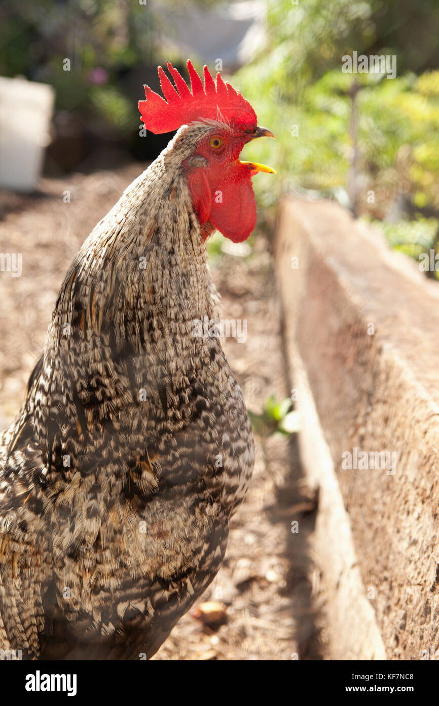 Rooster crowing hi-res stock photography and images - Alamy