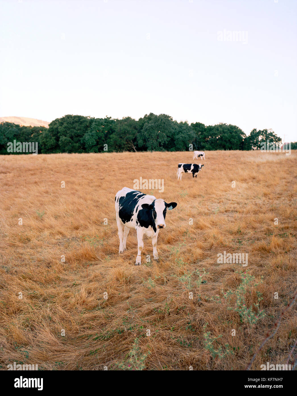 USA, California, Point Reyes Station, dairy cows in a field between ...
