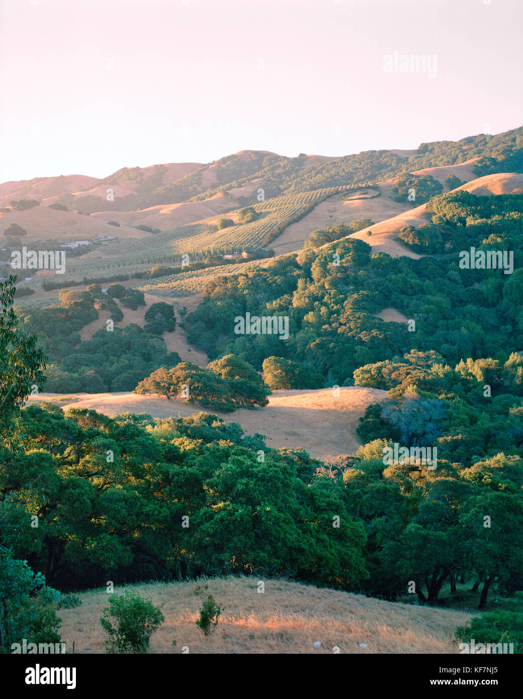 USA, California, Point Reyes Station, oak covered hillside landscape ...