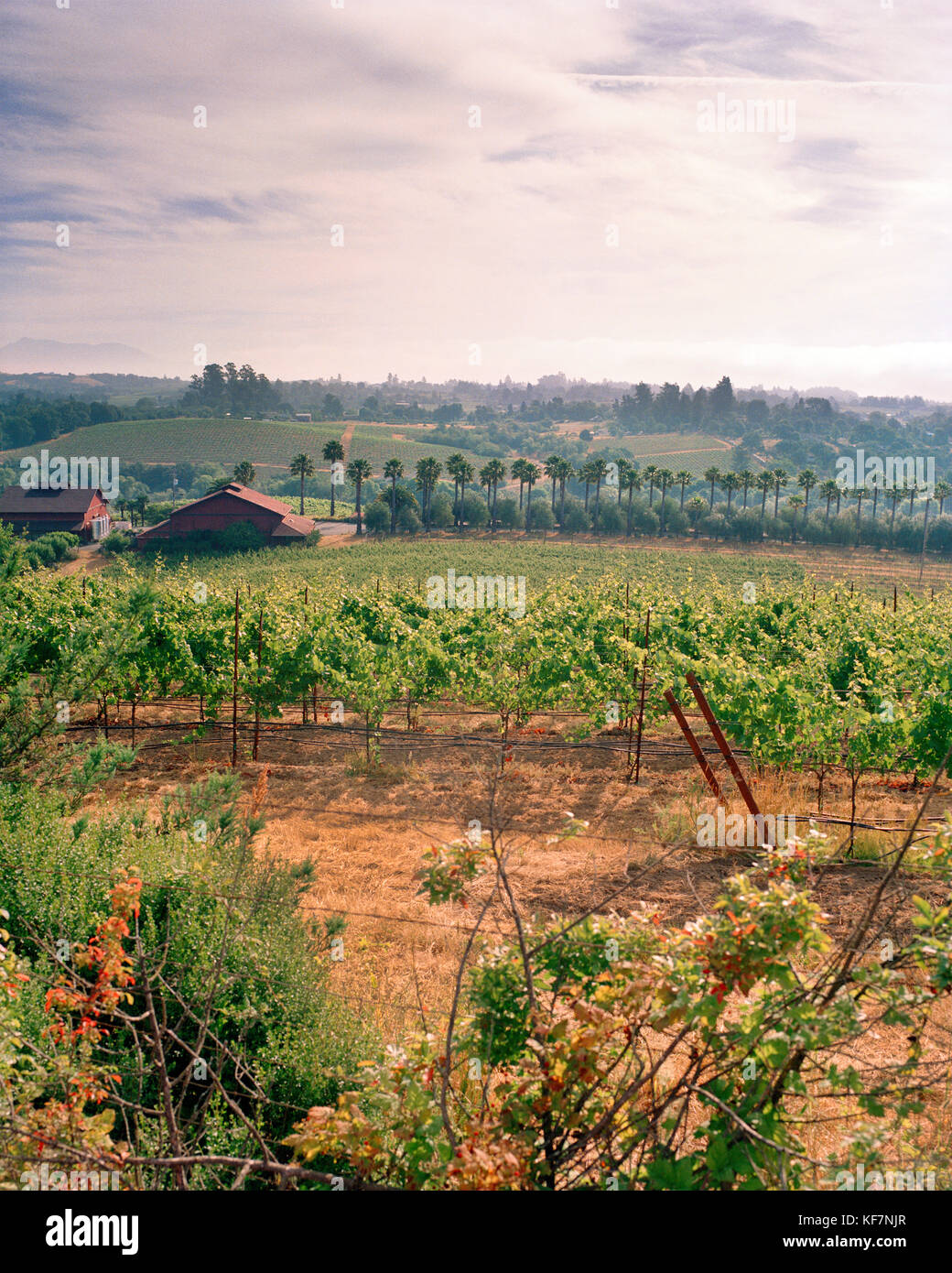 USA, California, Sebastopol, view of the surrounding landscape from the ...