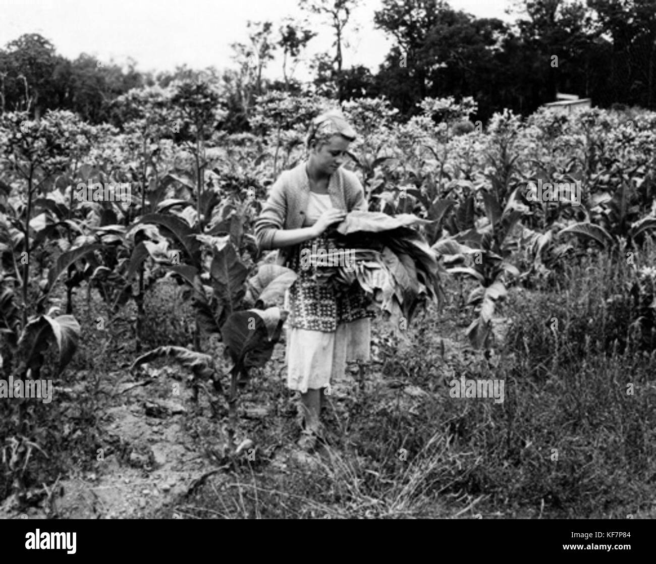 Tobacco harvesting Black and White Stock Photos & Images - Alamy
