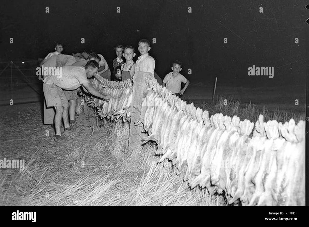 Rabbits in Warren Stock Photo - Alamy