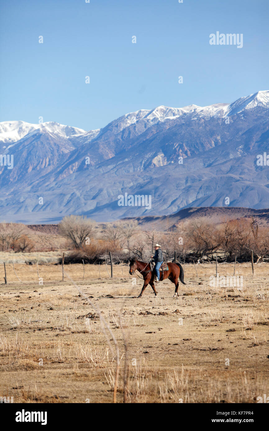 USA, California, Mammoth, a cowboy and his horse ride around one of the ...