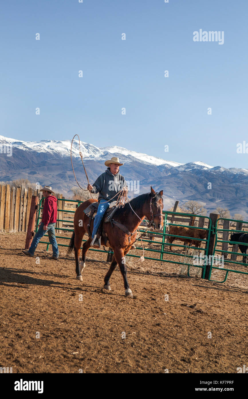 Wrangle cow hi-res stock photography and images - Alamy
