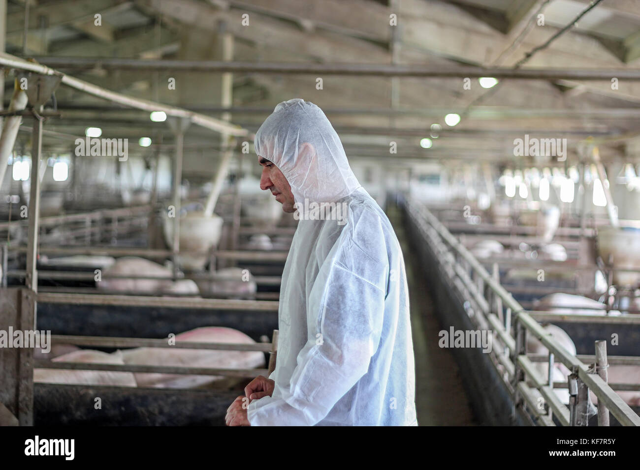 Hog farm intensive hi-res stock photography and images - Alamy