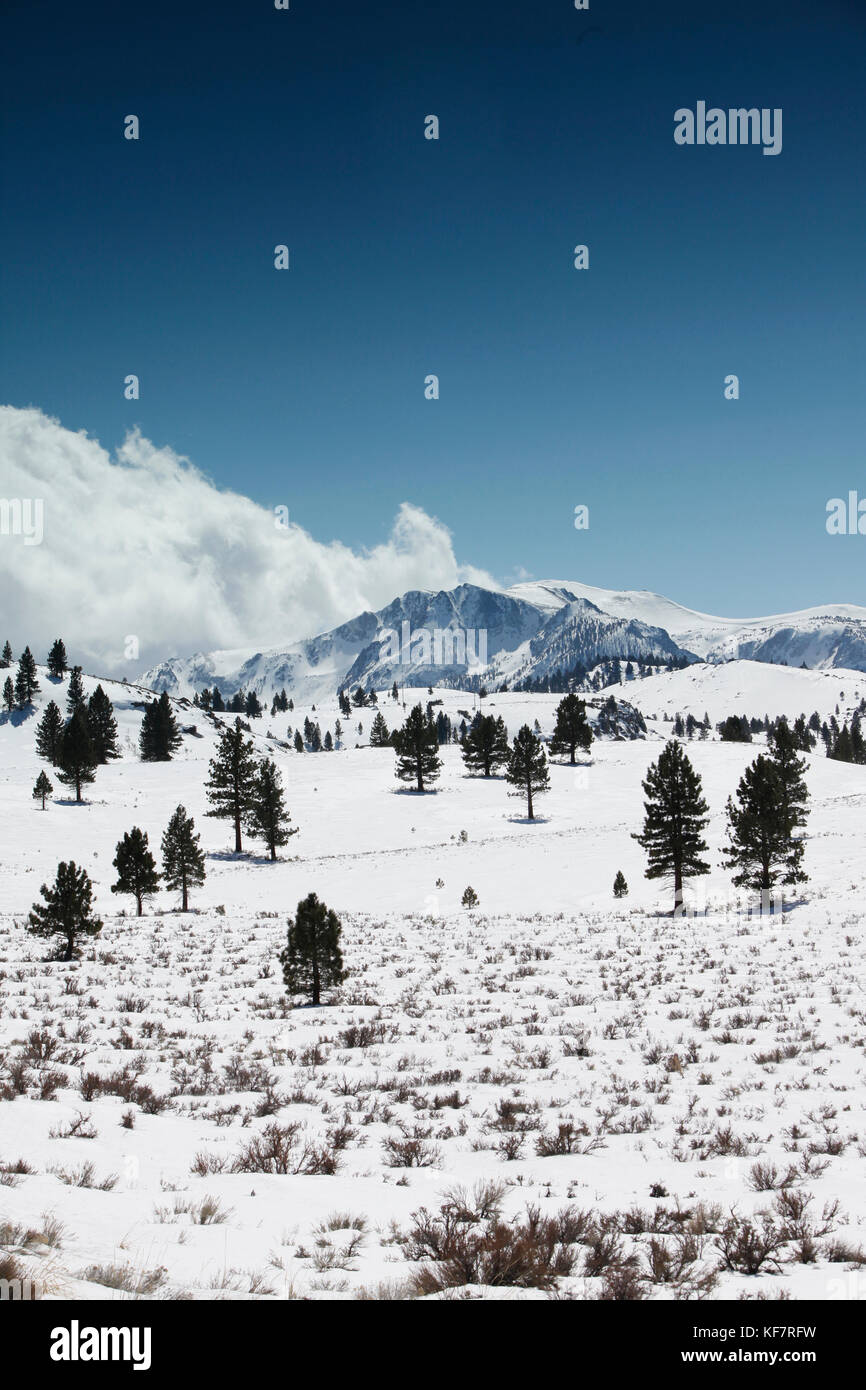 Mammoth mountain california tree hi-res stock photography and images ...