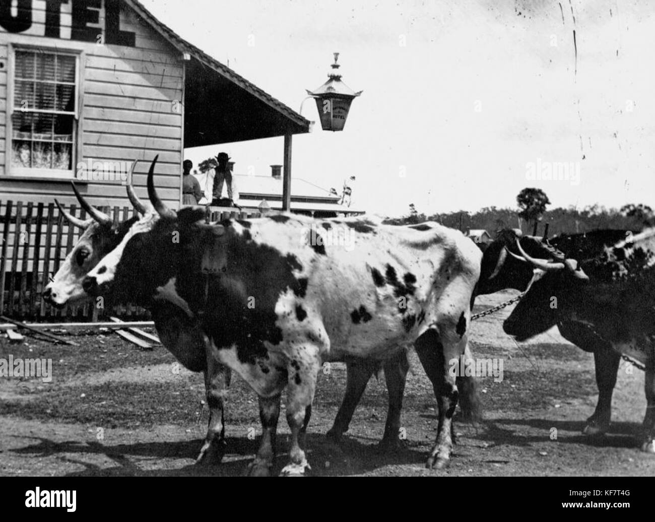 Bullock team hi-res stock photography and images - Alamy