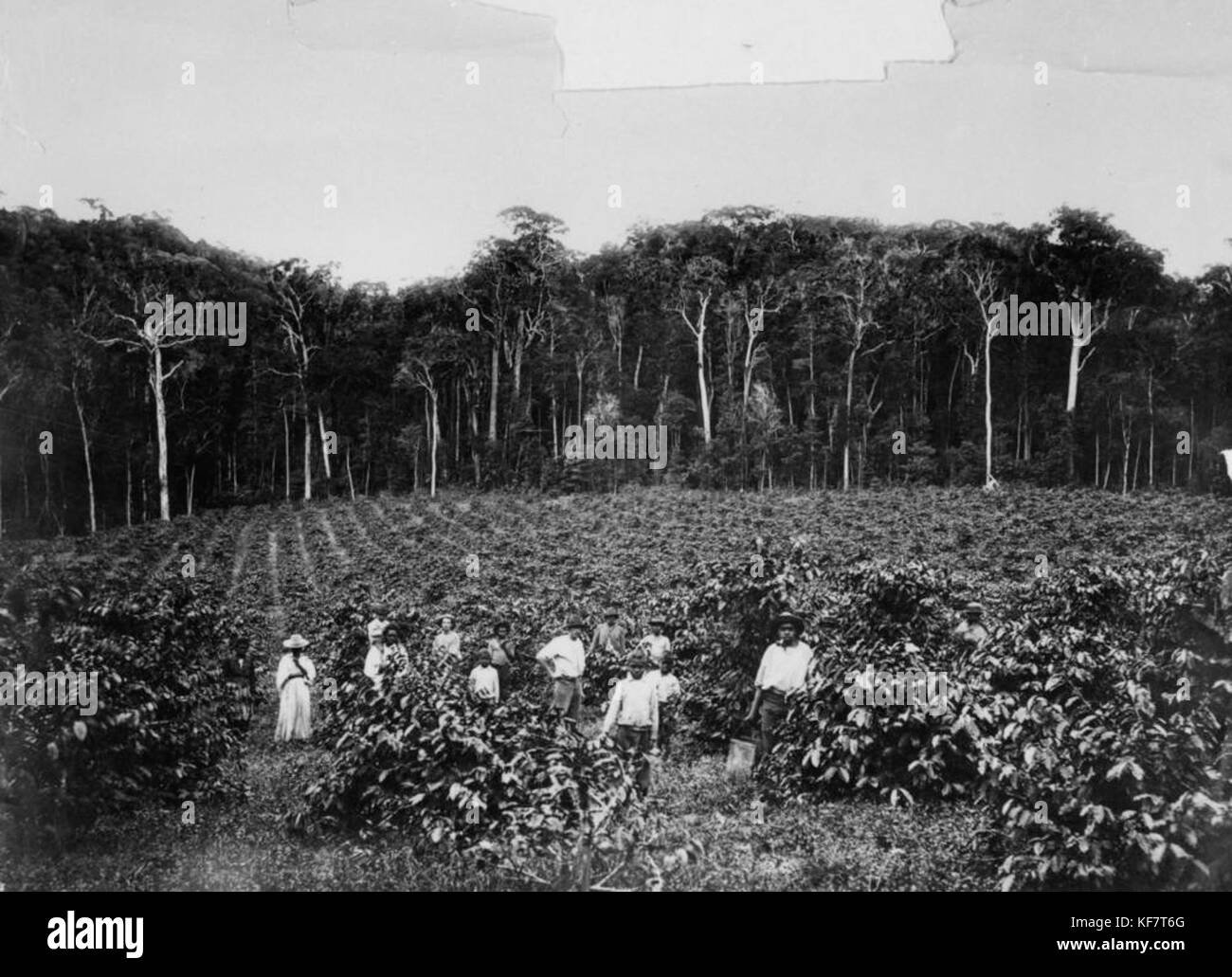1 125555 Workers on a coffee plantation at Kuranda, Queensland, ca ...