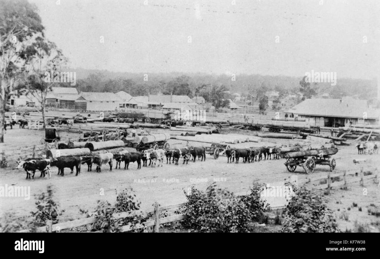1 120972 Bullock teams hauling logs at the railway yards, Crows Nest ...