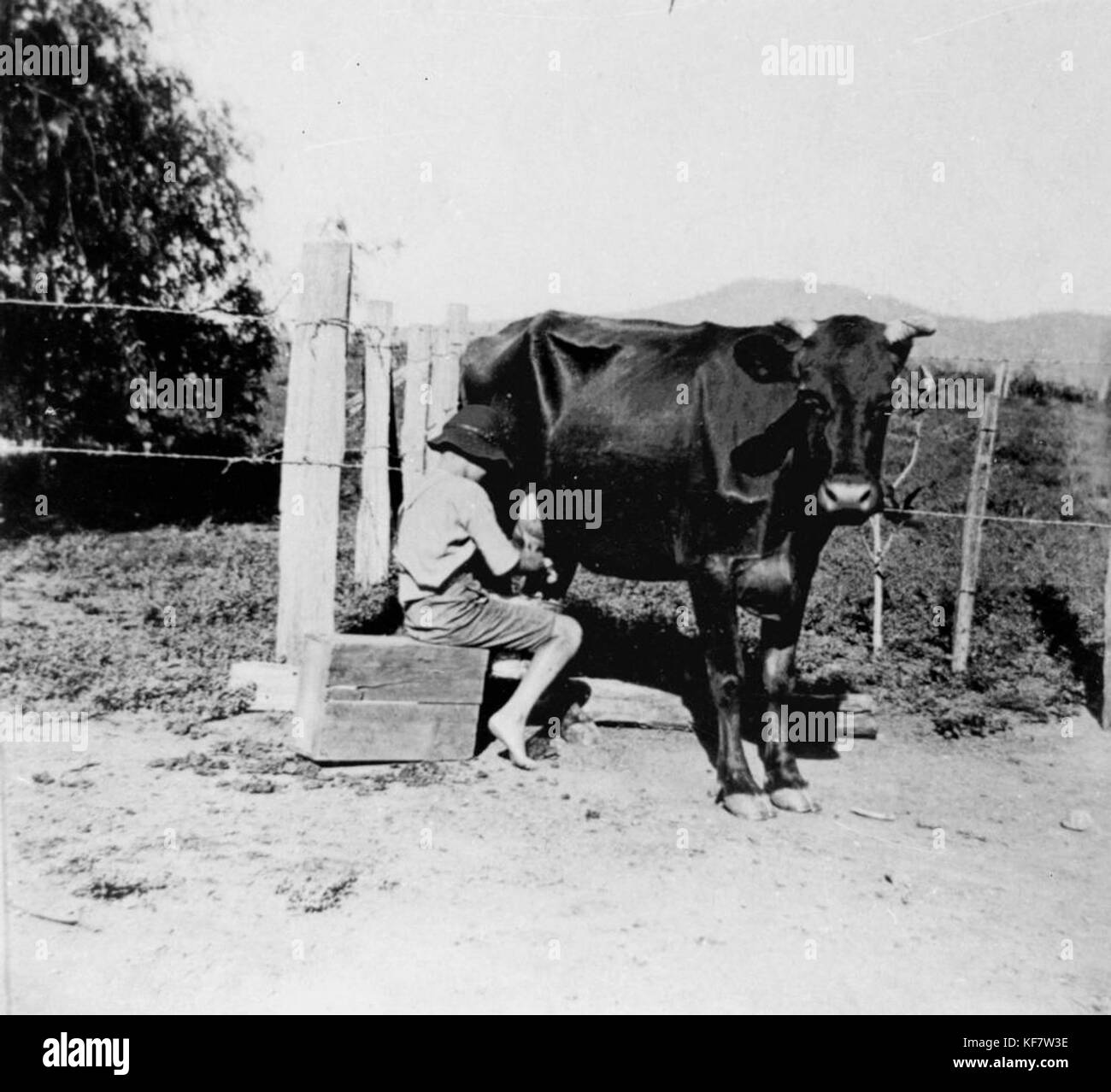 Boy milking cow hi-res stock photography and images - Alamy