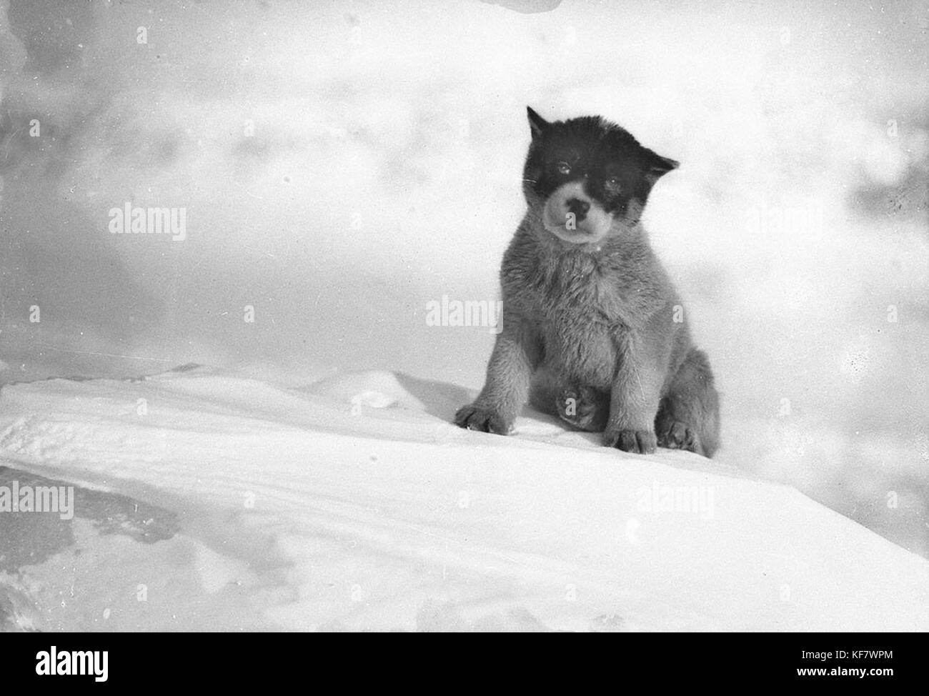 A blizzard pup, a term for a dog breed adapted to harsh winter climates ...