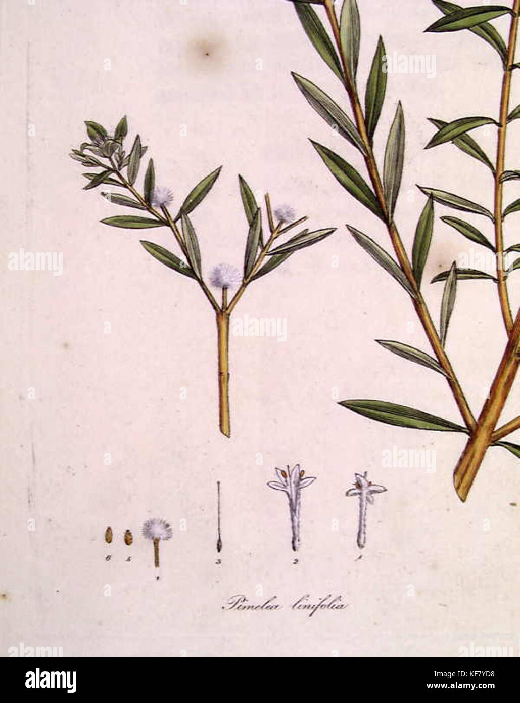 Pimelea linifolia (cropped Stock Photo - Alamy