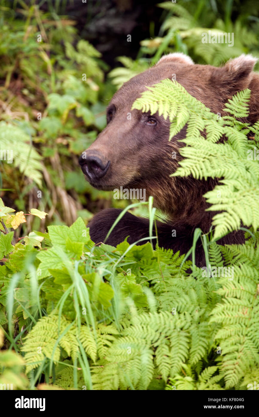USA, Alaska, grizzly bear amid green ferns, Redoubt Bay Stock Photo - Alamy