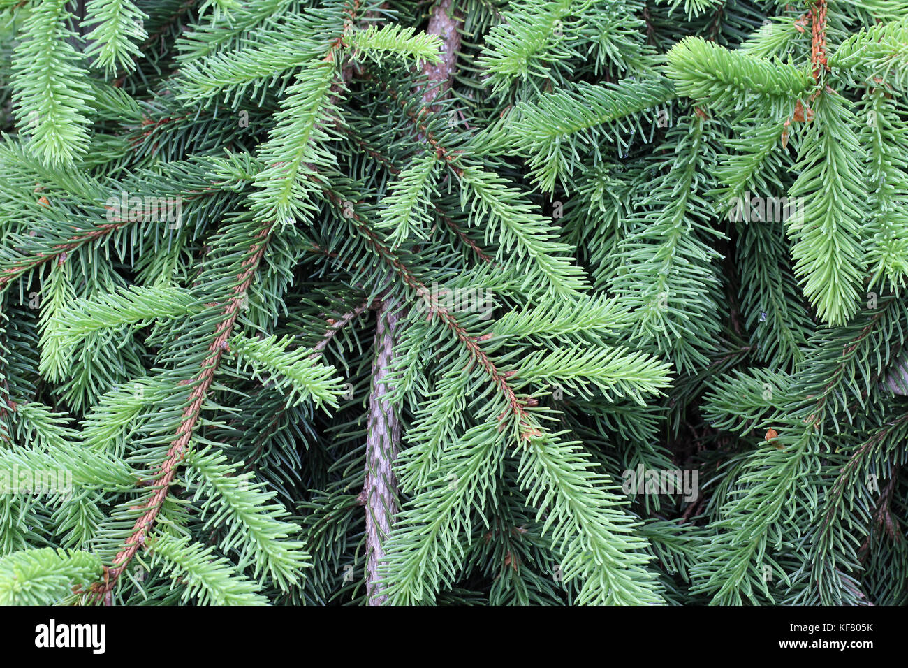 Coniferous trees in forest / Needles close-up Stock Photo - Alamy