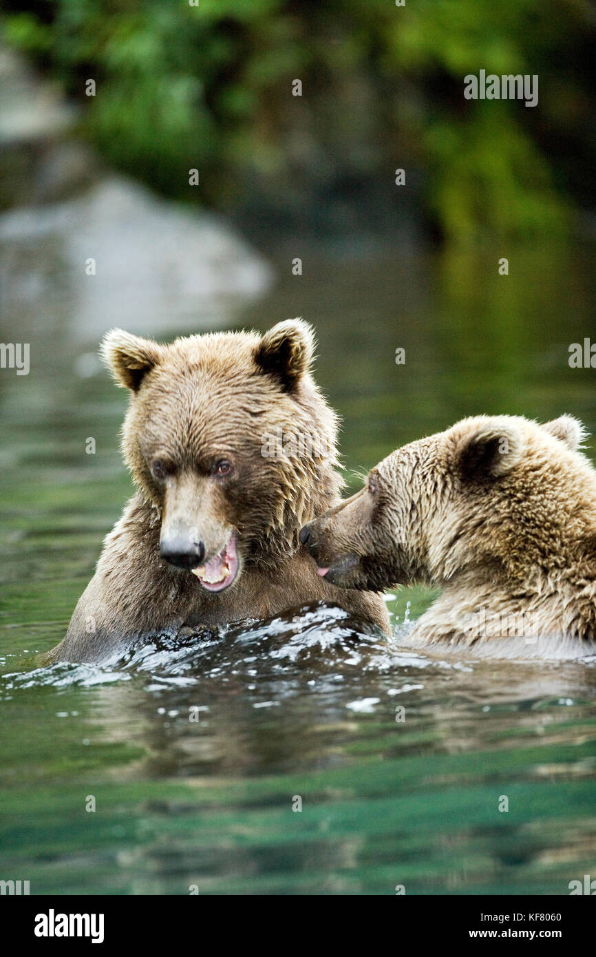 Two Bears Playing