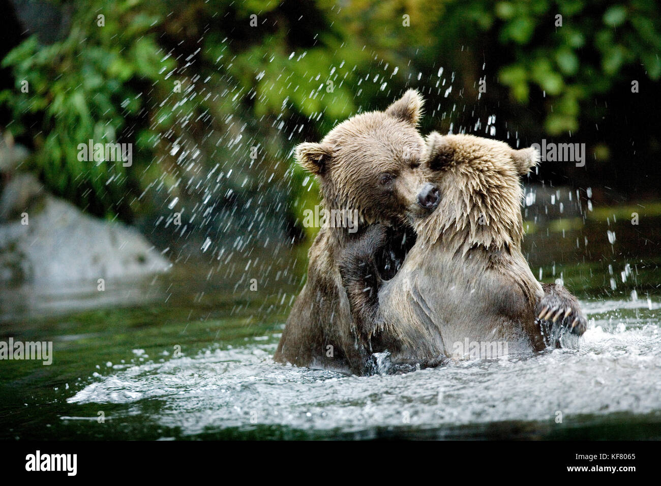 USA, Alaska, two grizzly bears wrestling, Wolverine Cove, Redoubt Bay ...