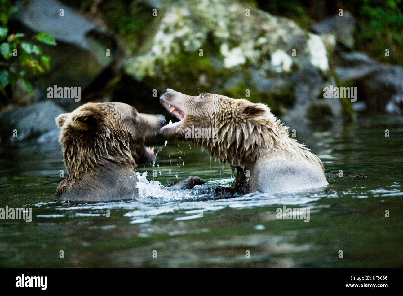USA, Alaska, grizzly bears wrestling, Wolverine Cove, Redoubt Bay Stock ...