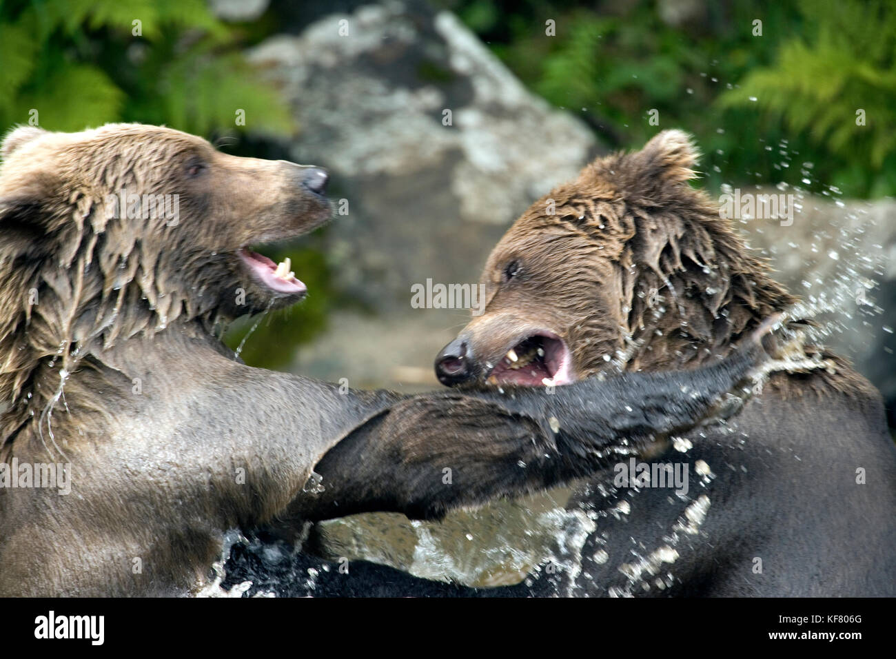 USA, Alaska, grizzly bears wrestling, Wolverine Cove, Redoubt Bay Stock ...